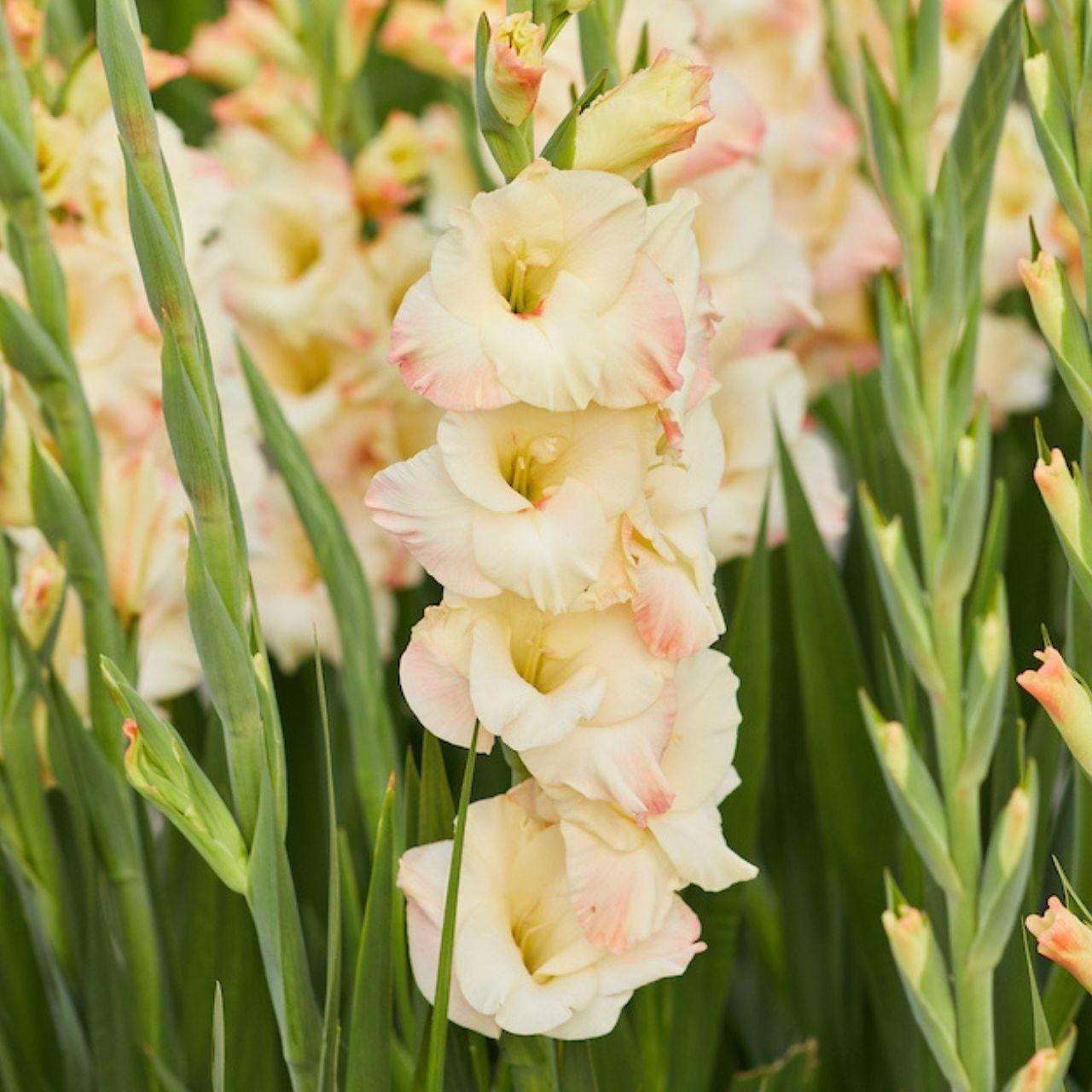 Photo of the entire plant of Gladiola (Gladiolus 'Cream Perfection') posted by Joy - Garden.org