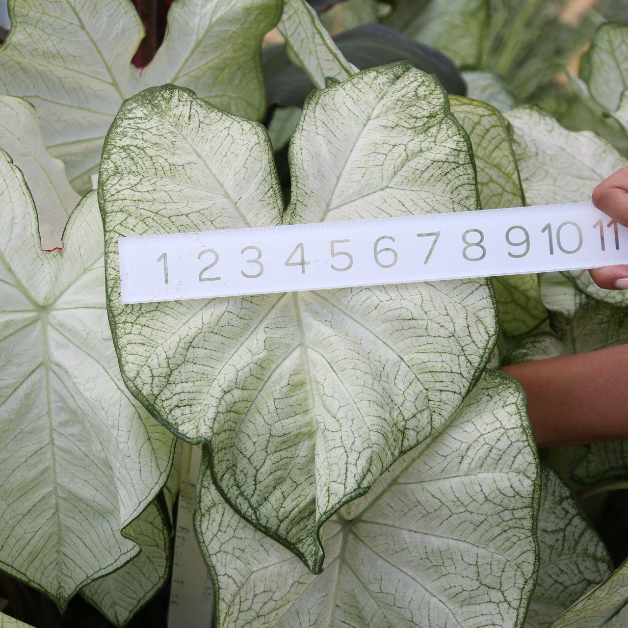 Photo of the leaves of Fancy-leaf Caladium (Caladium 'Florida Moonlight ...