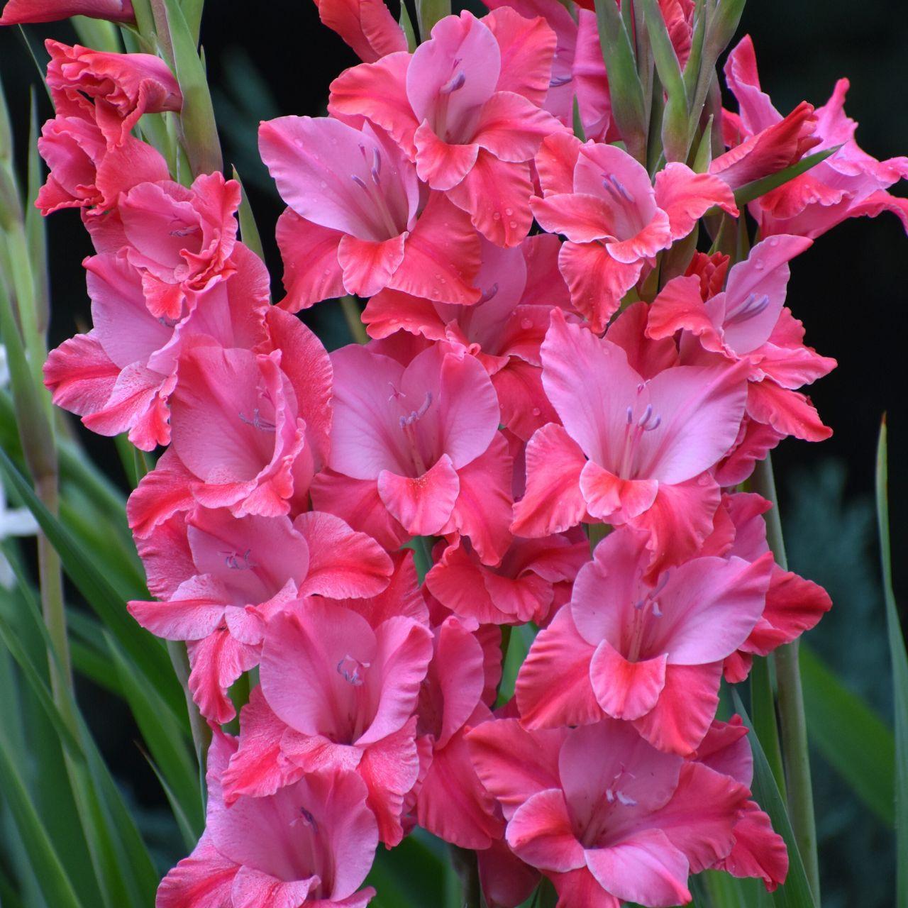 Photo of the bloom of Gladiola (Gladiolus 'Titanic') posted by Joy - Garden.org