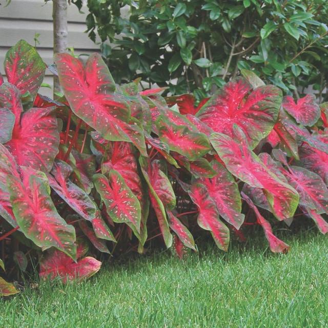 Photo of the bloom of Fancy-leaf Caladium (Caladium 'Red Flash') posted ...