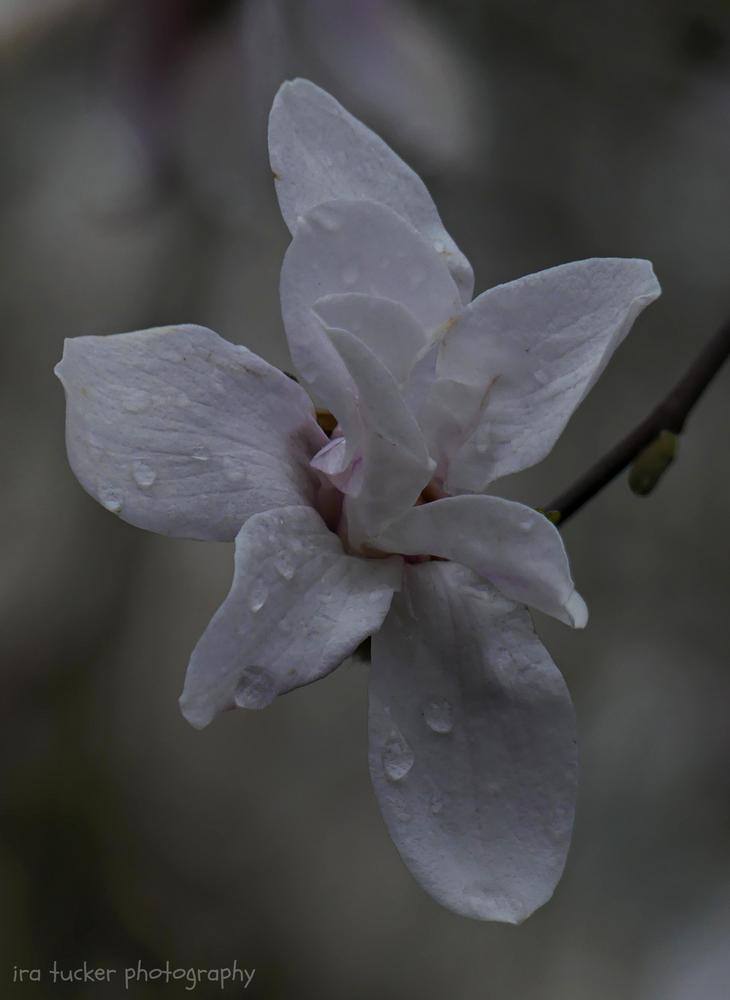Photo of the bloom of Loebner Magnolia (Magnolia x loebneri 'Neil ...