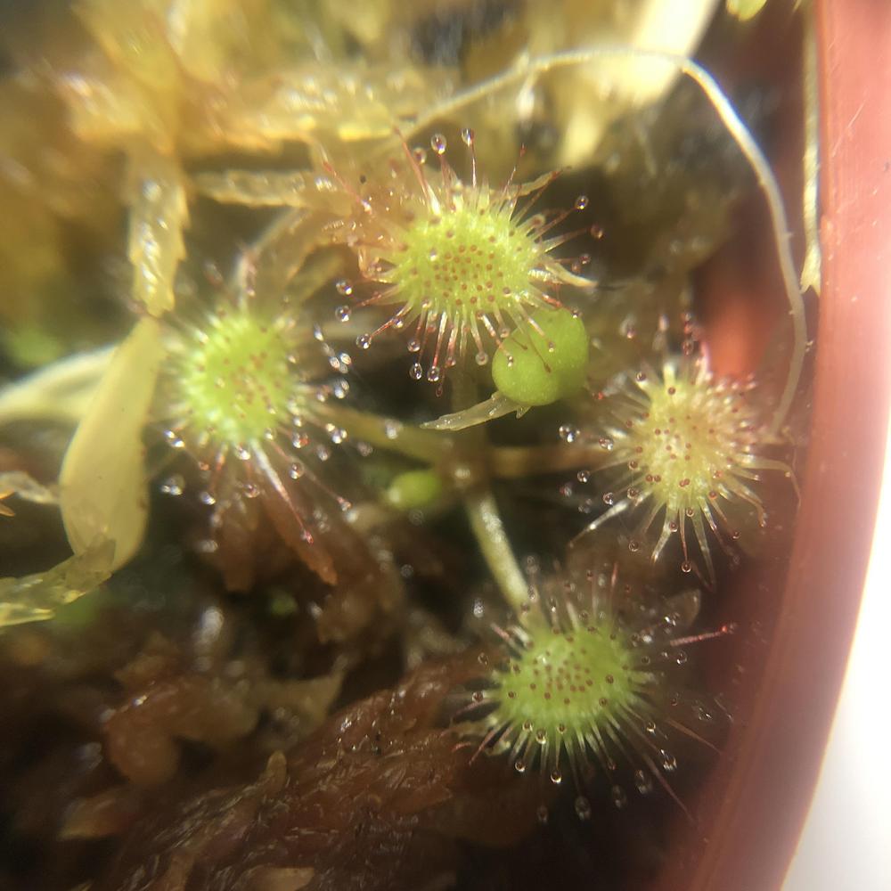 Photo of the entire plant of Round Leaved Sundew (Drosera rotundifolia ...