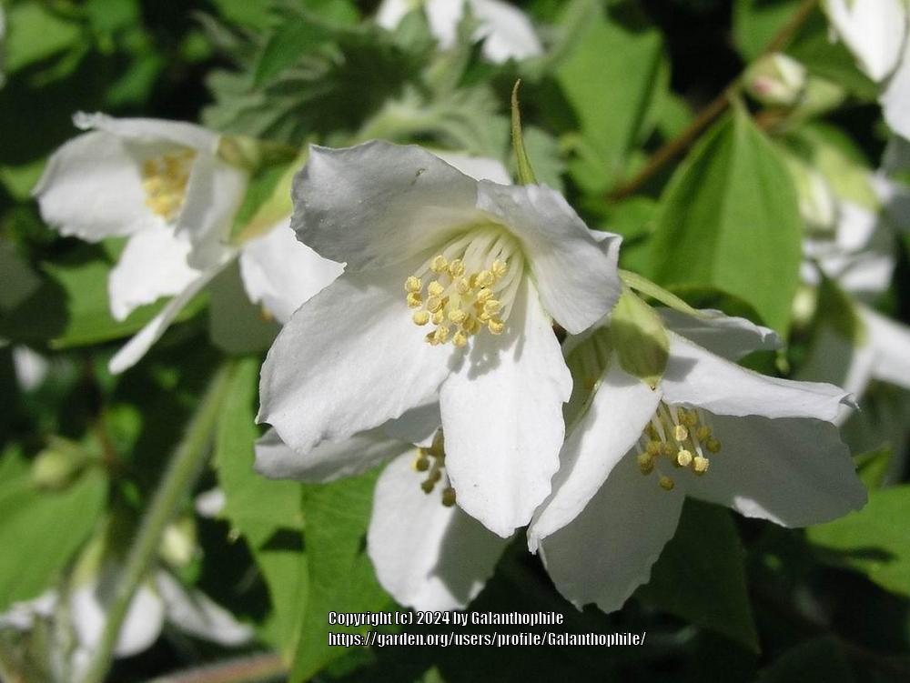 Photo of the bloom of Mock Orange (Philadelphus 'Manteau d'Hermine') posted by Galanthophile ...