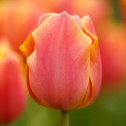 Triumph Tulip (Tulipa 'Jimmy') in the Tulips Database - Garden.org