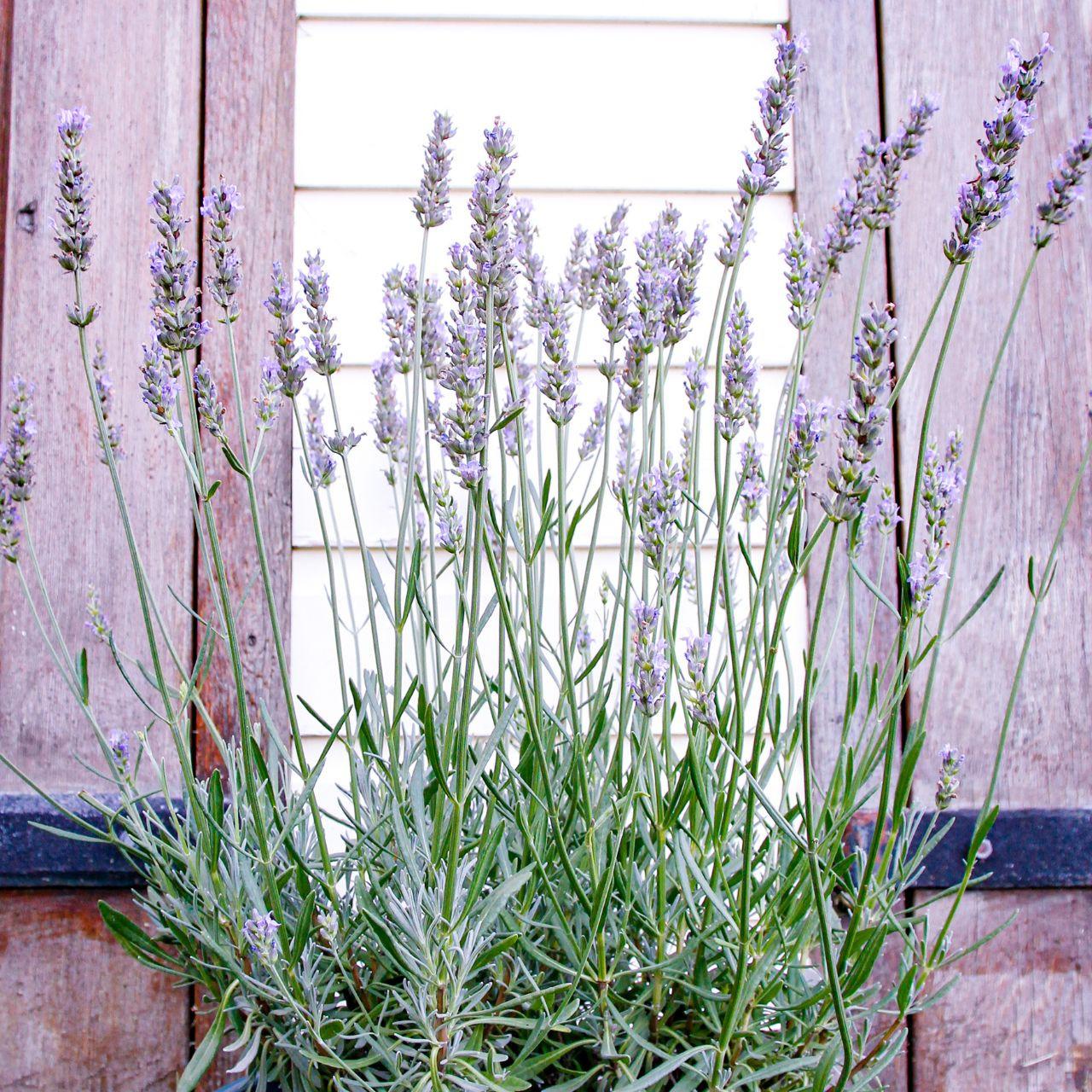 Photo of the entire plant of Lavender (Lavandula x intermedia ...
