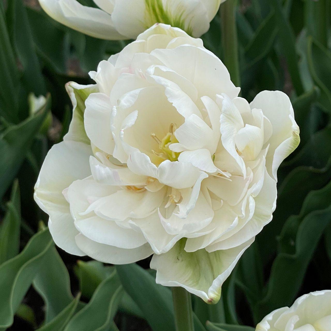 Photo of the bloom of Double Late Tulip (Tulipa 'Mount Tacoma') posted ...