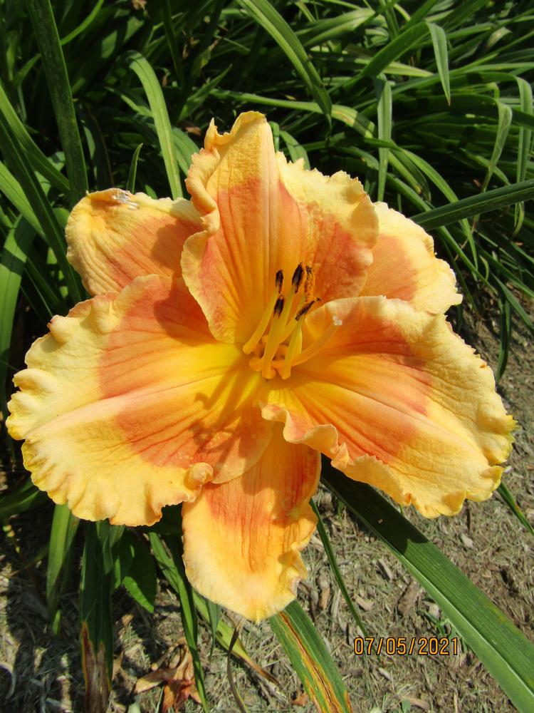 Daylily (Hemerocallis 'Colleen's Messages from Heaven') in the ...