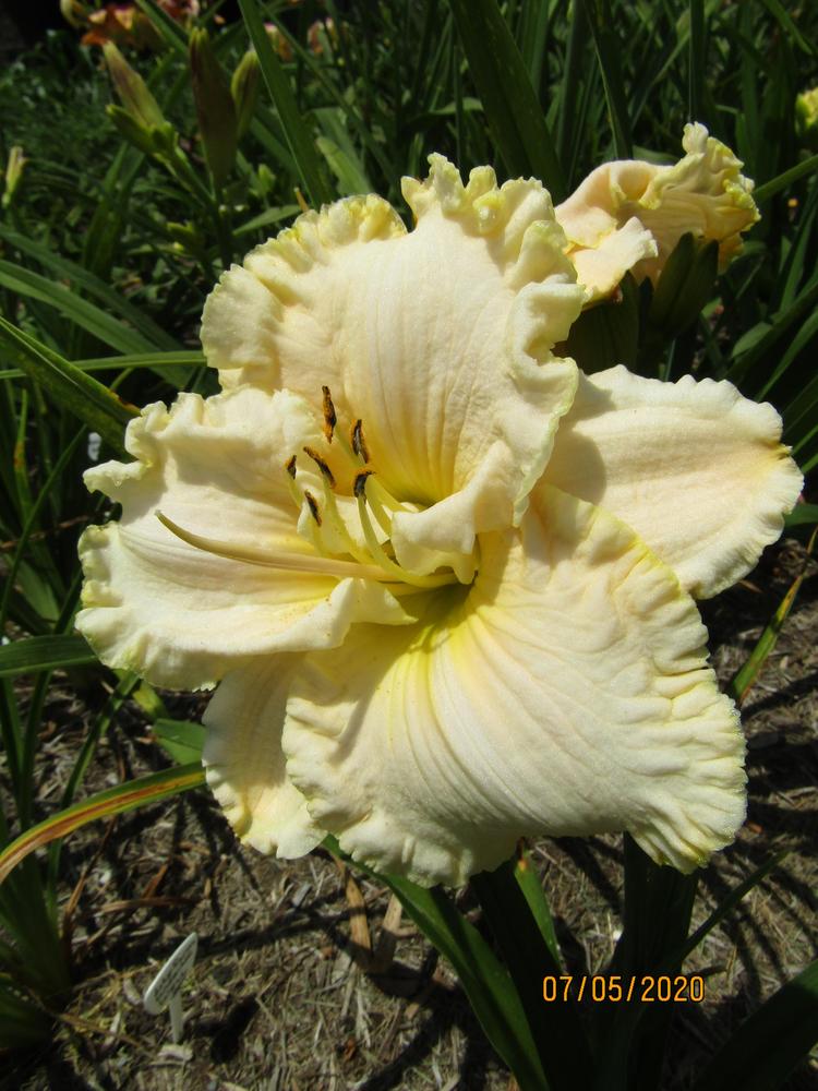 Photo of the bloom of Daylily (Hemerocallis 'Exotic Perfume') posted by ...