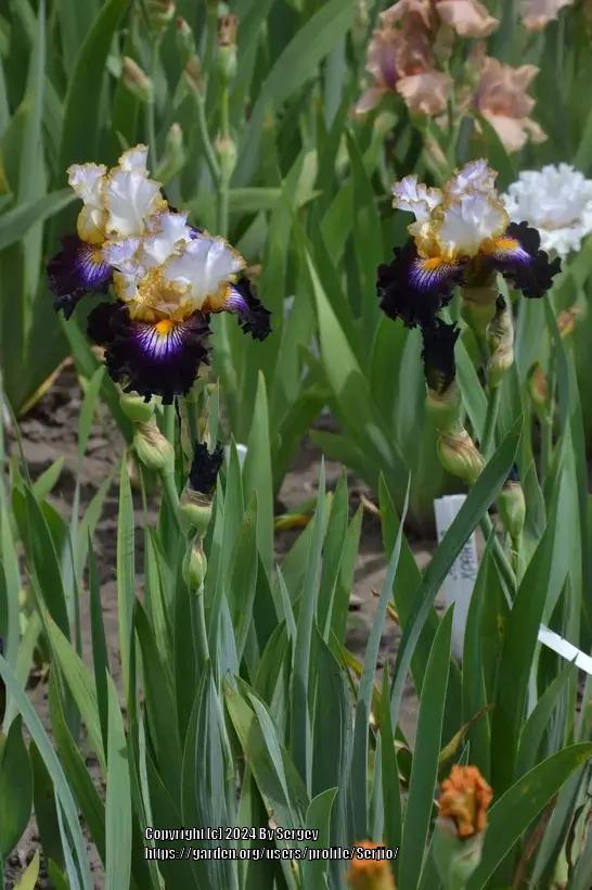 Photo of the bloom of Tall Bearded Iris (Iris 'Reckless Child') posted by Serjio - Garden.org
