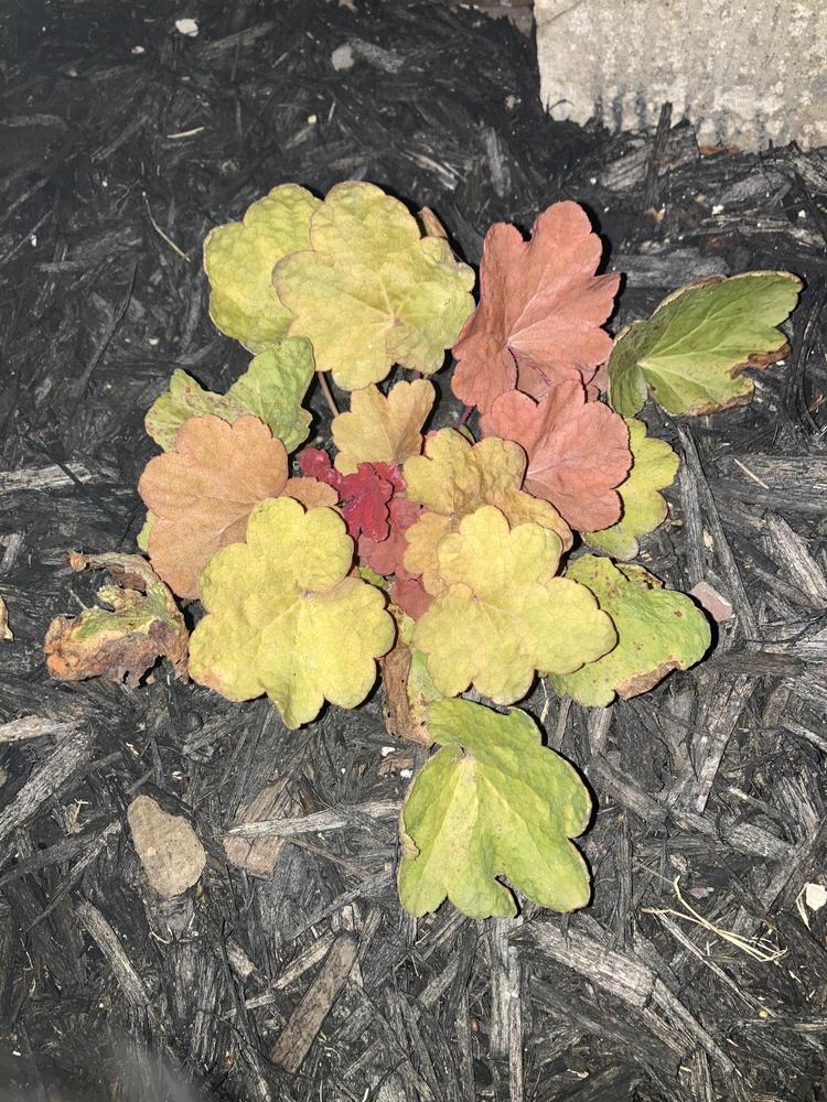 Photo of the entire plant of Coral Bells (Heuchera 'Carnival Watermelon ...