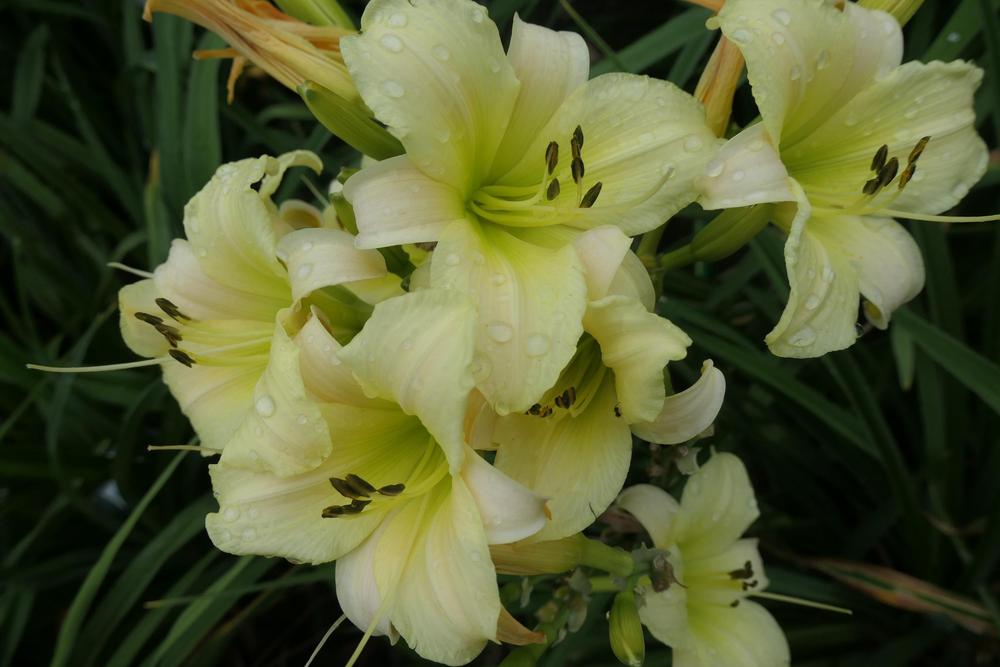 Photo of the bloom of Daylily (Hemerocallis 'Ice Trumpets') posted by ...