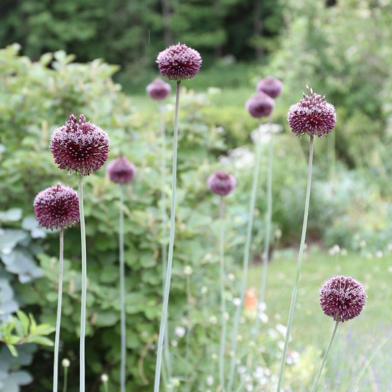 Photo of the bloom of Ornamental Onion (Allium 'Forelock') posted by ...