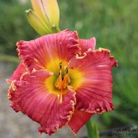 Photo of the bloom of Daylily (Hemerocallis 'Utah Sunset') posted by ...