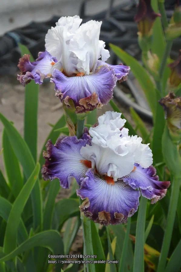 Photo of the bloom of Tall Bearded Iris (Iris 'Modernistic') posted by Serjio - Garden.org