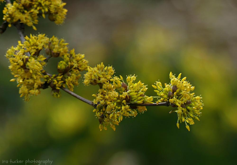 Photo of the bloom of Cornelian Cherry (Cornus officinalis 'Spring Glow ...