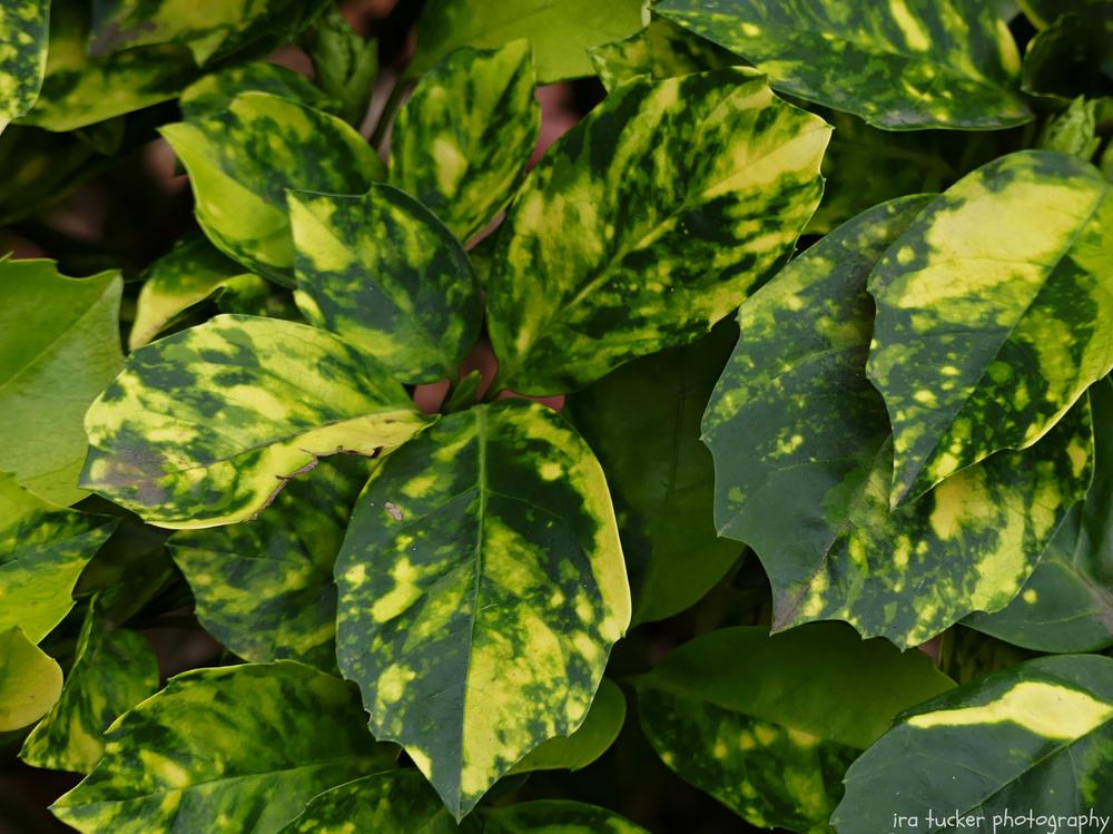 Photo of the leaves of Japanese Aucuba (Aucuba japonica) posted by ...
