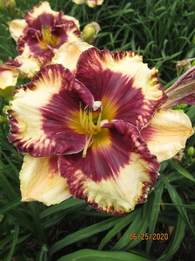 Photo of the bloom of Daylily (Hemerocallis 'Fancy Needlework') posted by Msfarmbo - Garden.org