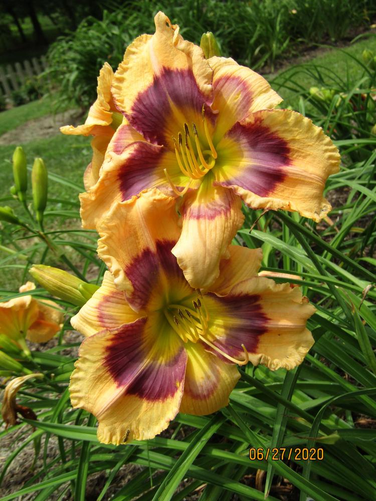 Photo of the bloom of Daylily (Hemerocallis 'Fancy Face') posted by Msfarmbo - Garden.org