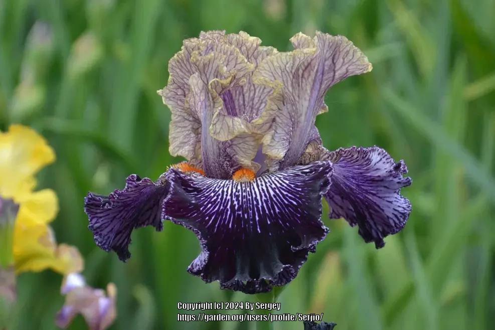 Tall Bearded Iris (Iris 'All in Vein') in the Irises Database - Garden.org