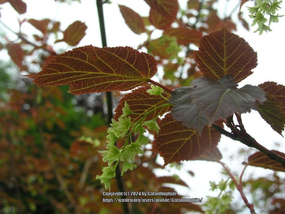 Photo of the bloom of Snakebark Maple (Acer davidii) posted by ...