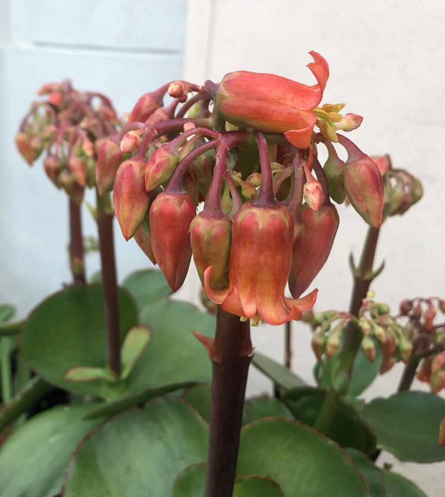 ID Please: Kalanchoe or Cotyledon? in the Cactus and Succulents forum - Garden.org