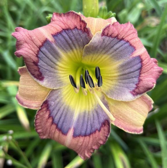 Daylily (Hemerocallis 'Bluebird's Eye') in the Daylilies Database - Garden.org