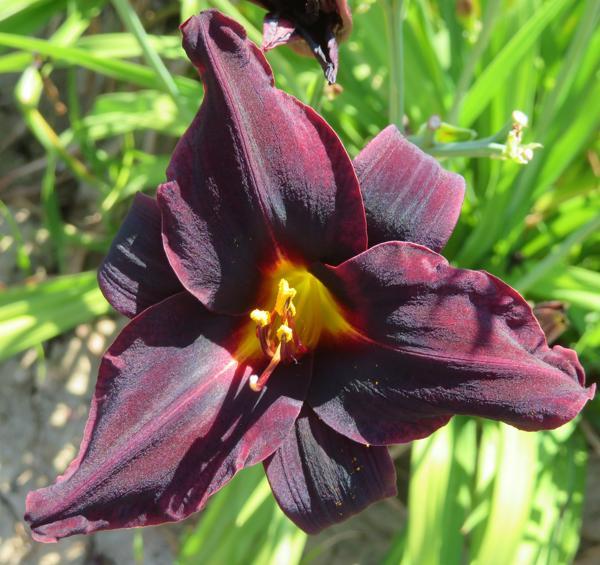 Daylily (Hemerocallis 'Uncle George') in the Daylilies Database ...