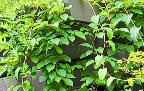 Bay Starvine (Schisandra glabra) - Garden.org