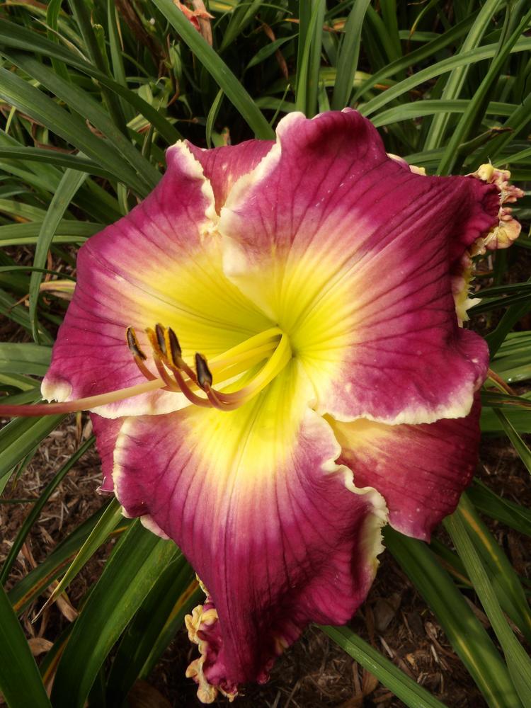 Photo of the bloom of Daylily (Hemerocallis 'Master and Bold Ruler') posted by Msfarmbo - Garden.org