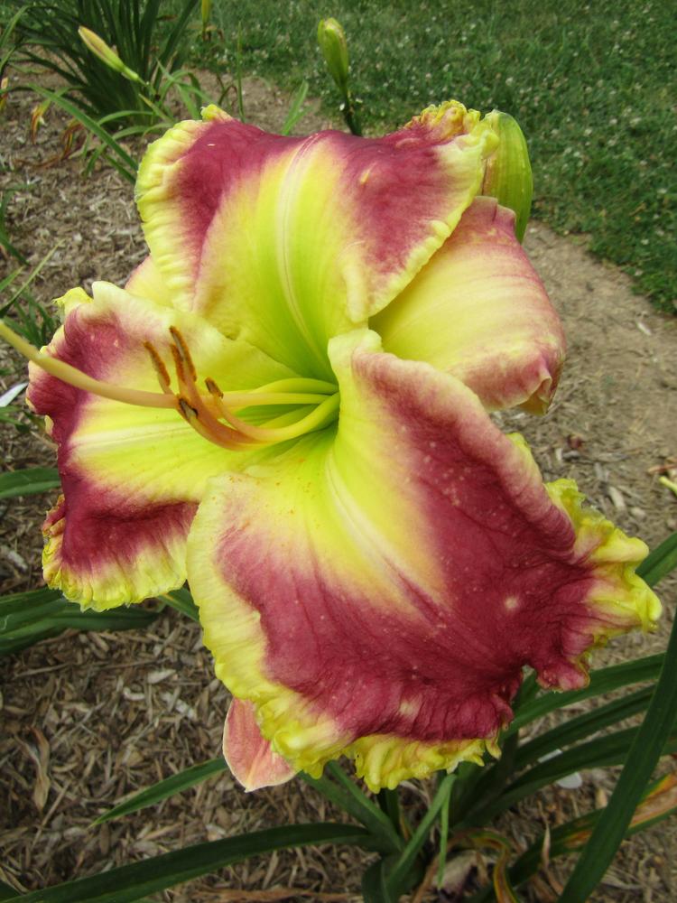 Photo of the bloom of Daylily (Hemerocallis 'New Latitude') posted by ...