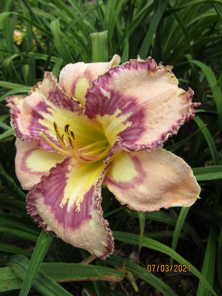 Photo of the bloom of Daylily (Hemerocallis 'New Destiny') posted by ...