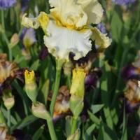 Photo of the bloom of Tall Bearded Iris (Iris 'Material Girl') posted ...