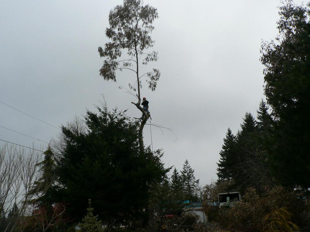 Viewing post #3054094 by bumplbea - Garden.org