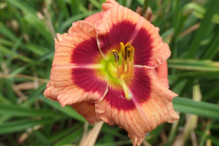 Daylily (Hemerocallis 'Justin Paul') in the Daylilies Database - Garden.org