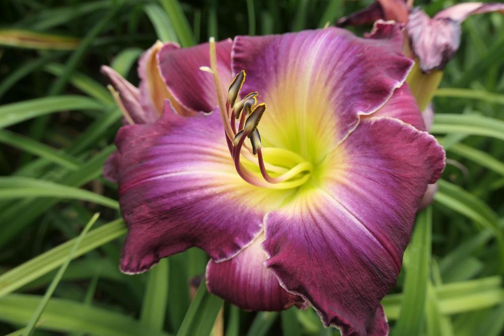 Photo of the bloom of Daylily (Hemerocallis 'Jamie Dockery') posted by ...