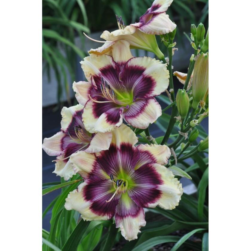 Photo of the entire plant of Daylily (Hemerocallis 'Packs a Wallop ...