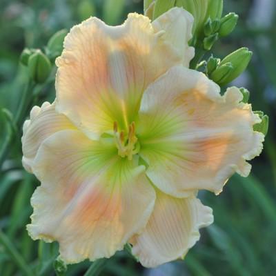 Daylily (Hemerocallis 'Empower Yourself') in the Daylilies Database - Garden.org
