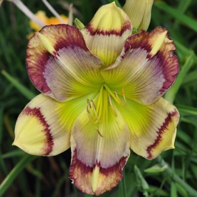Daylily (Hemerocallis 'Through the Viewfinder') in the Daylilies Database - Garden.org