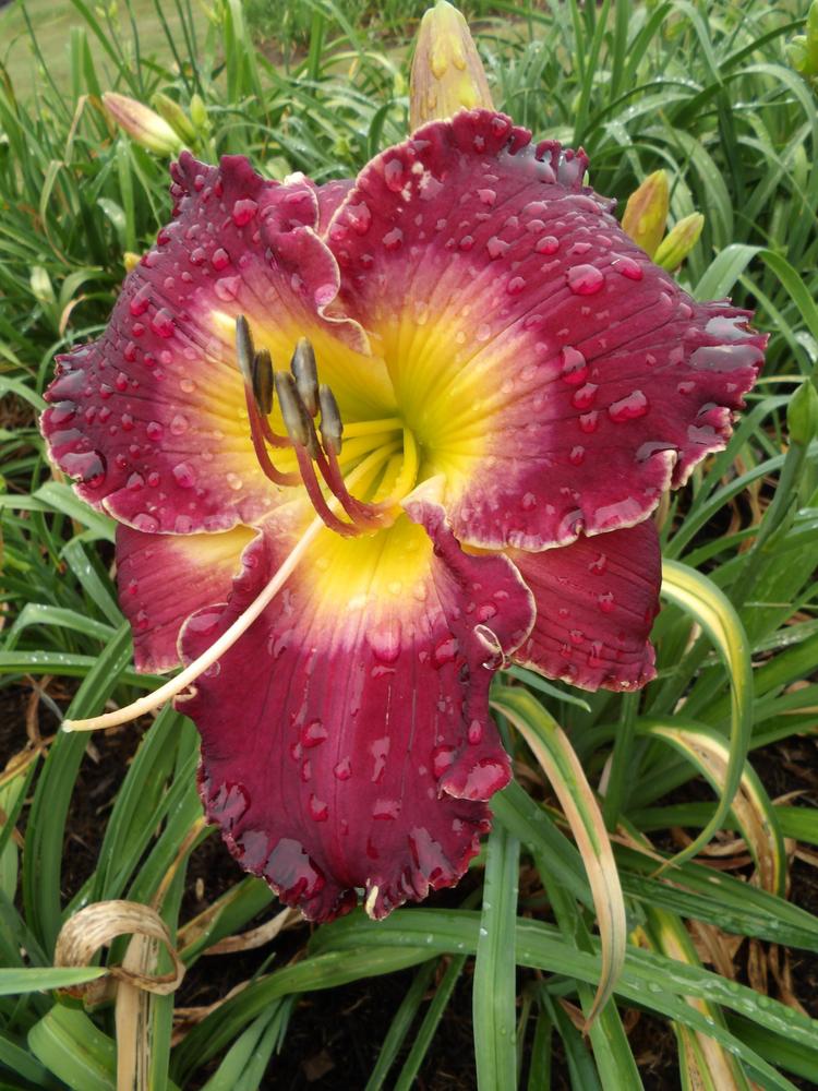 Photo of the bloom of Daylily (Hemerocallis 'Robust Red') posted by ...