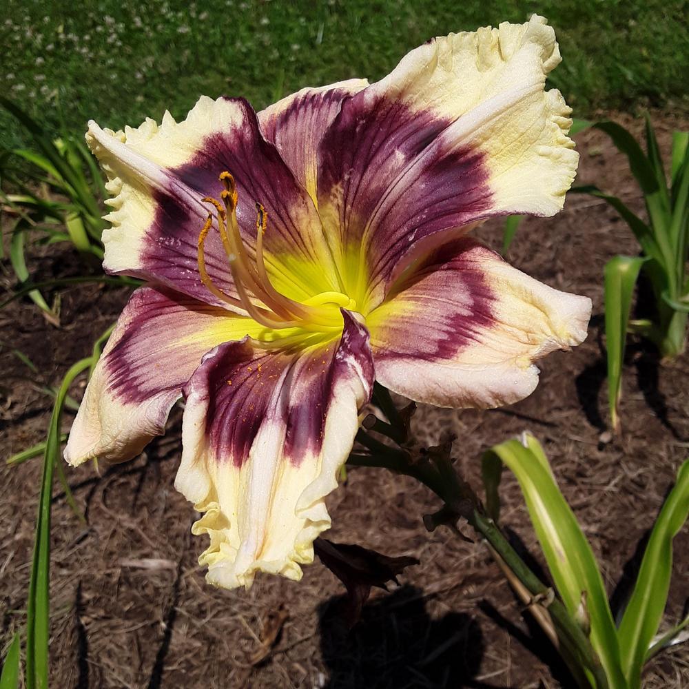 Photo of the entire plant of Daylily (Hemerocallis 'Packs a Wallop ...
