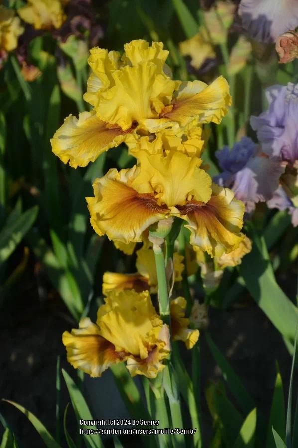 Photo of the bloom of Tall Bearded Iris (Iris 'Autumn Tease') posted by ...
