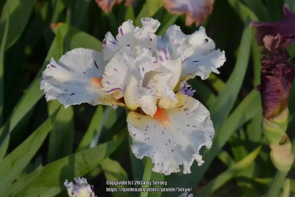 Photo of the bloom of Tall Bearded Iris (Iris 'Don't Doubt Dalton ...