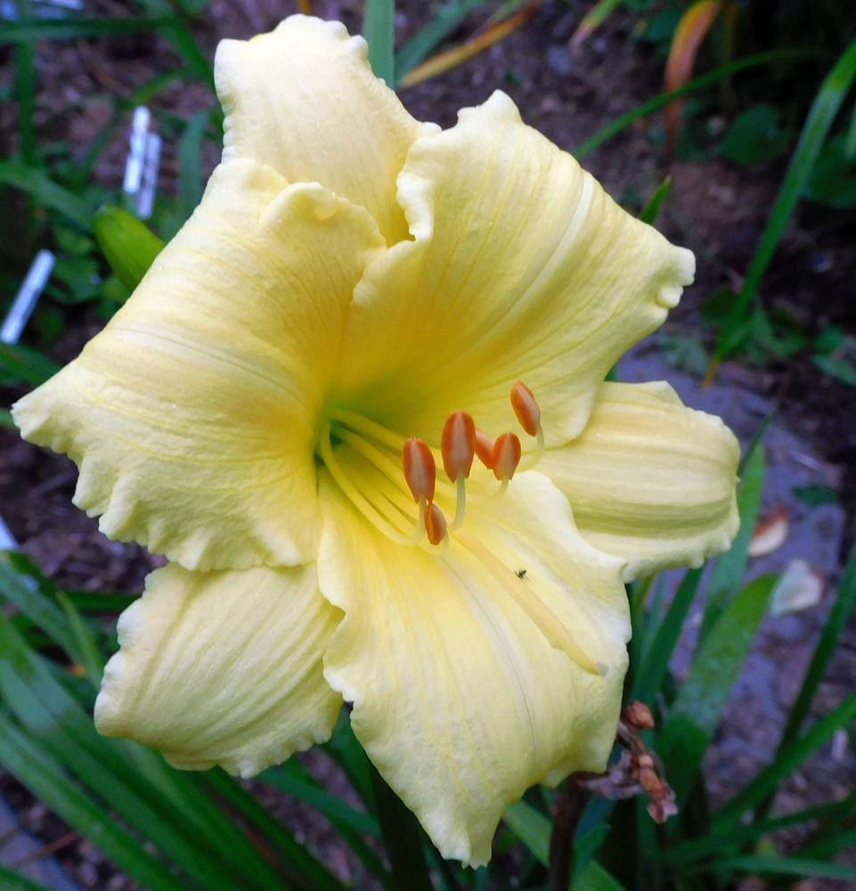 Photo of the bloom of Daylily (Hemerocallis 'Fragrant Returns') posted ...