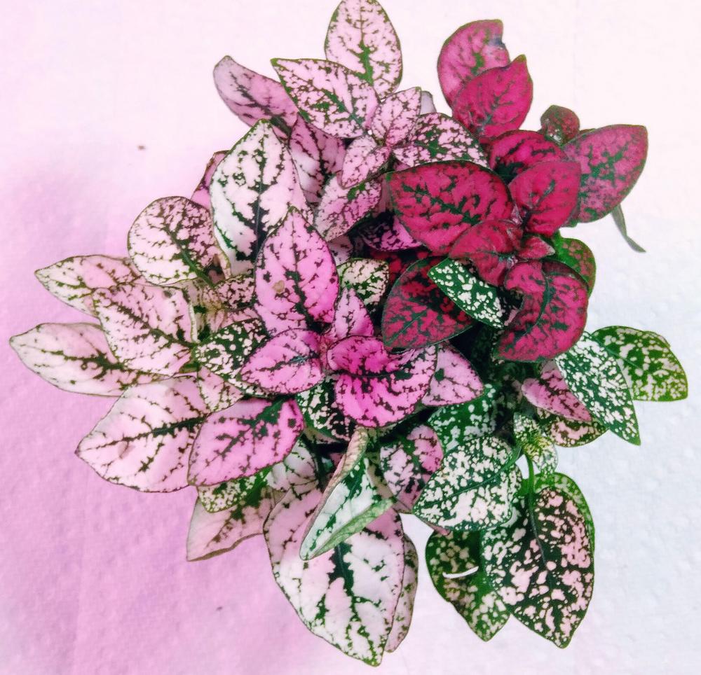 Photo of the leaves of Polka-Dot Plant (Hypoestes phyllostachya Splash ...