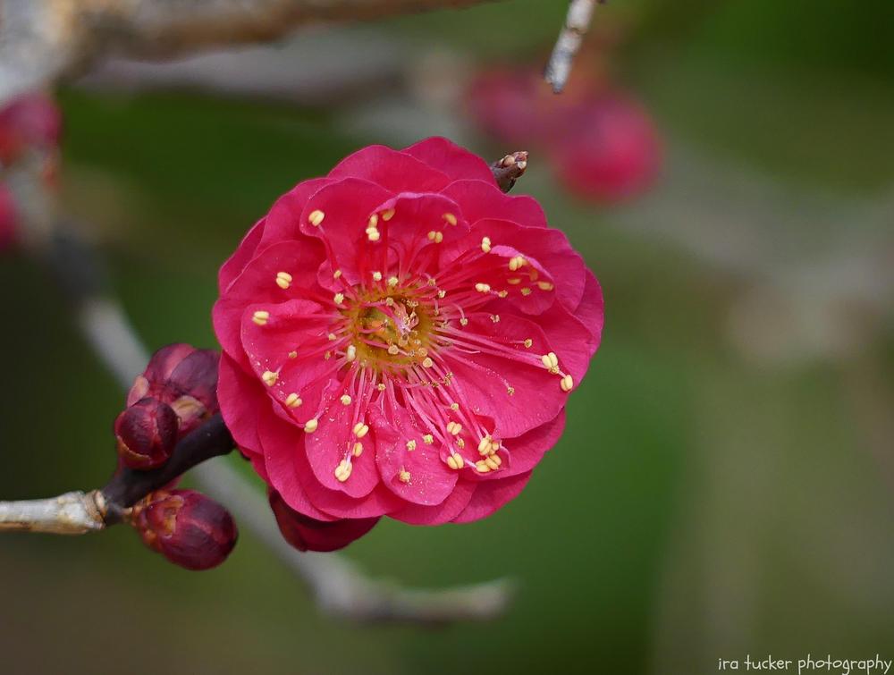 Photo of the bloom of Japanese Flowering Apricot (Prunus mume ...