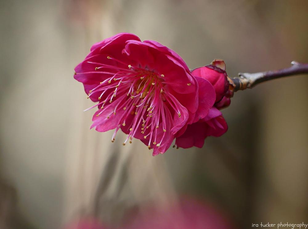 Photo of the bloom of Japanese Flowering Apricot (Prunus mume ...
