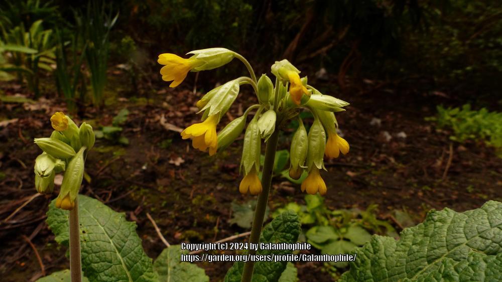 Photo of the bloom of Cowslip (Primula veris subsp. macrocalyx) posted ...