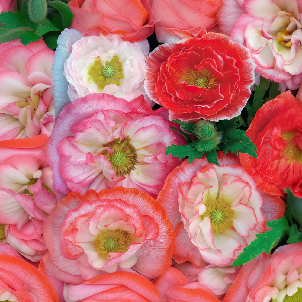 Photo of the bloom of Shirley Poppy (Papaver rhoeas 'Angels Choir Mixed ...