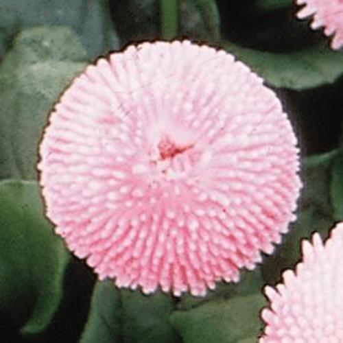 Photo of the bloom of English Daisy (Bellis perennis 'Tasso Pink ...