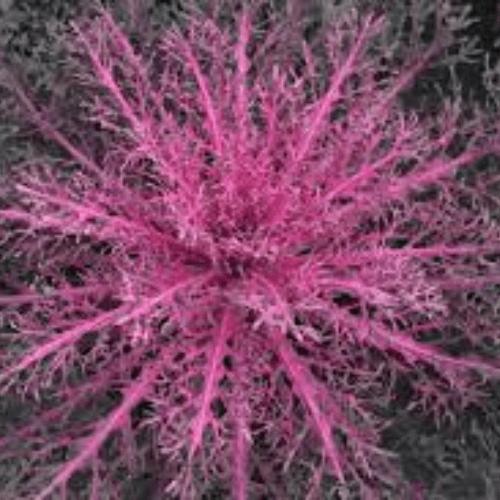 Photo of the leaves of Flowering Cabbage (Brassica oleracea var ...